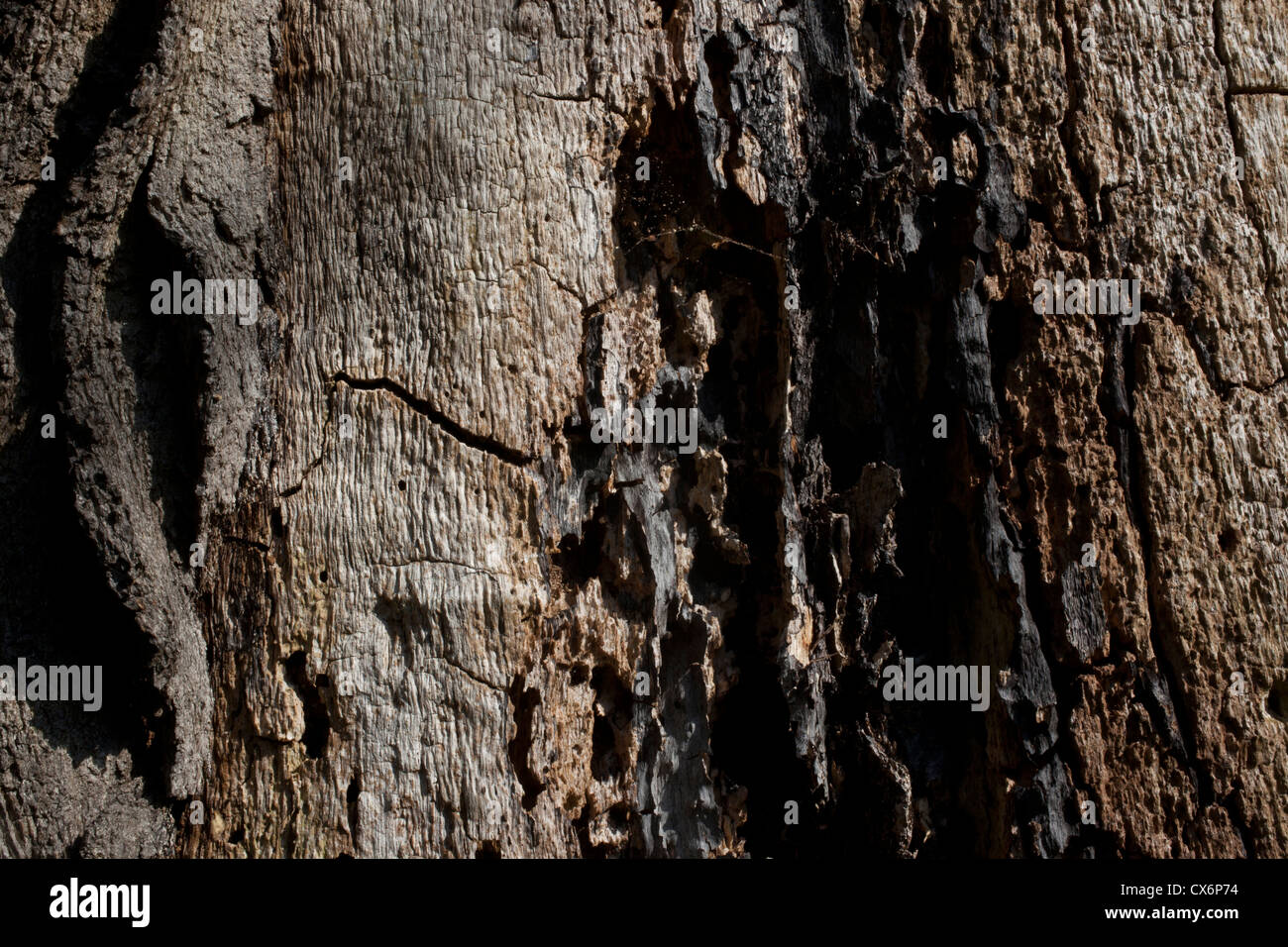 Rotten Oak tree trunk Stock Photo - Alamy