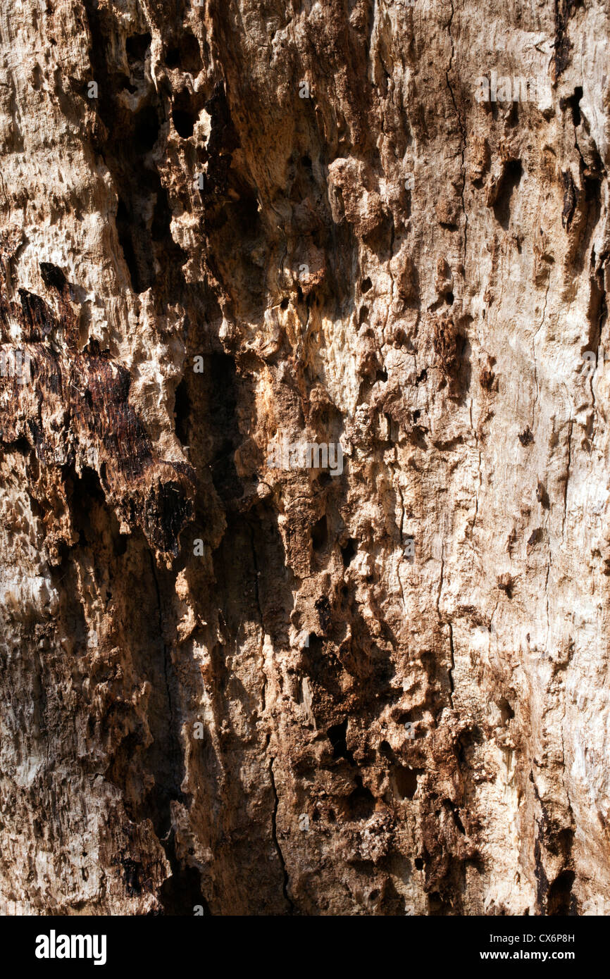 Rotten Oak tree trunk Stock Photo - Alamy