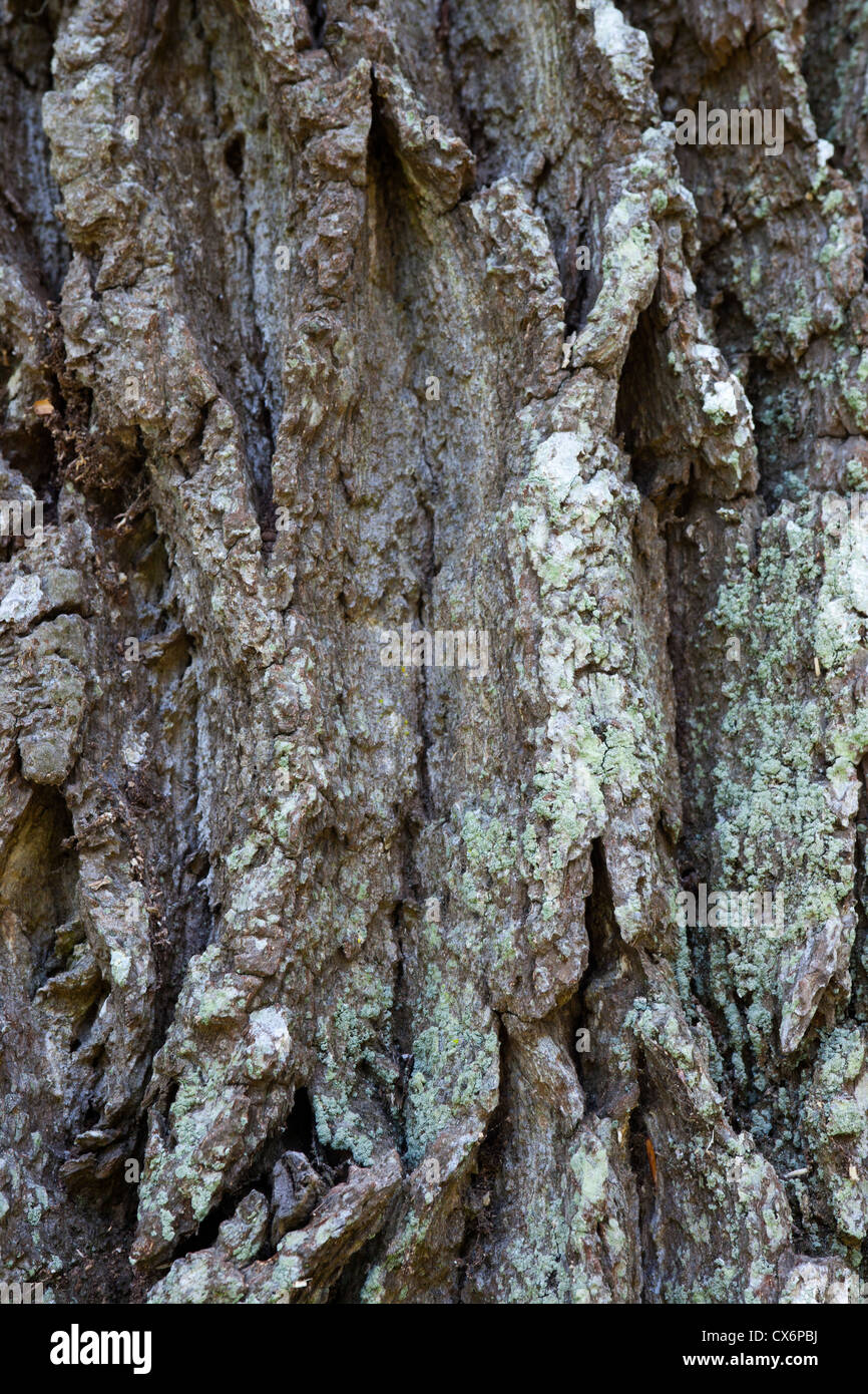 Furrowed tree bark texture hi-res stock photography and images - Alamy
