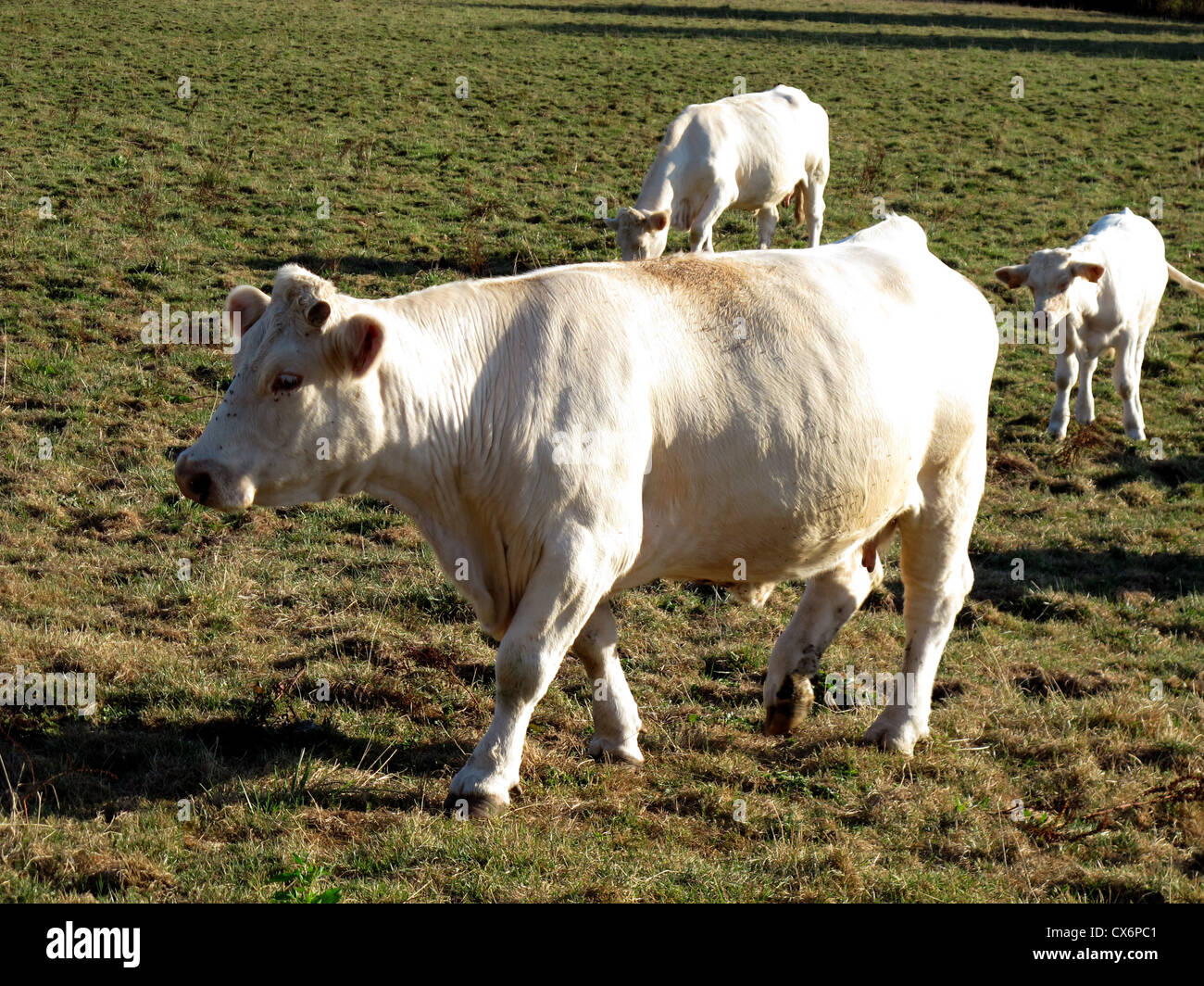 Charolaise cow hi-res stock photography and images - Alamy
