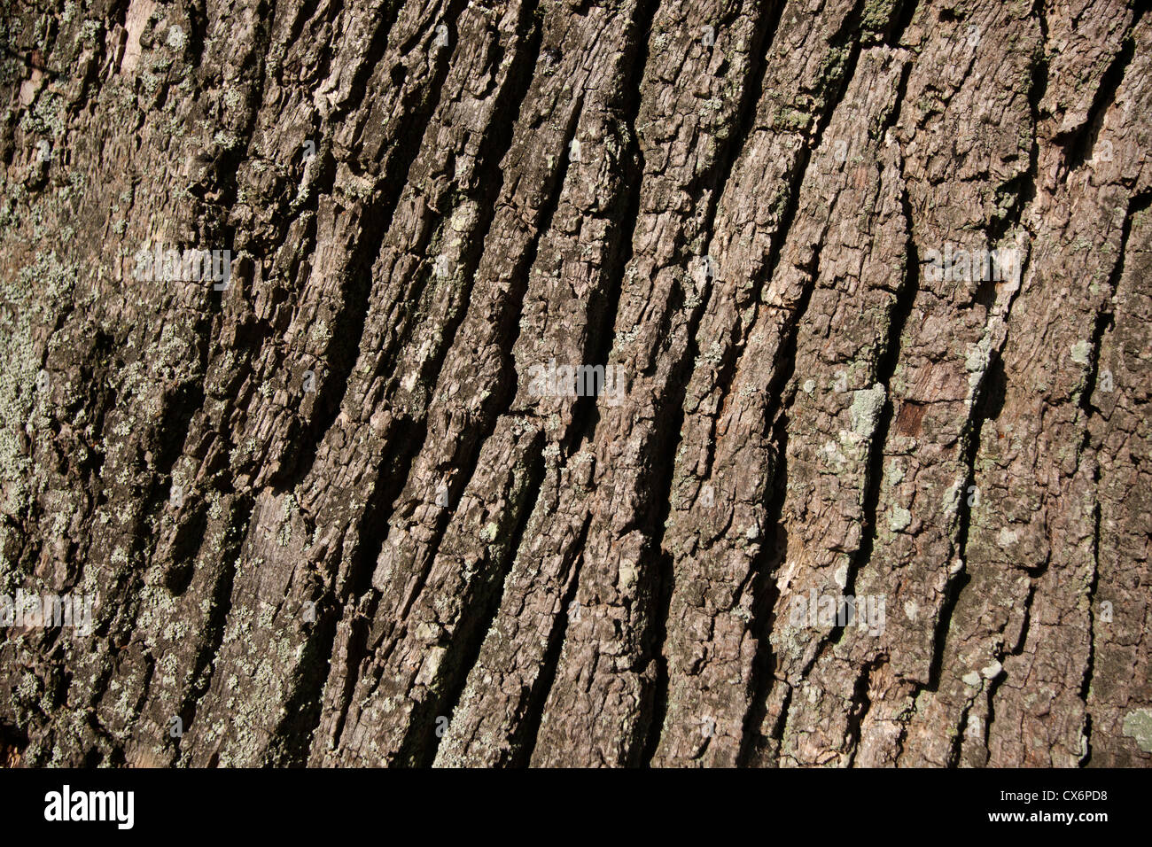 Nordic oak tree hi-res stock photography and images - Alamy