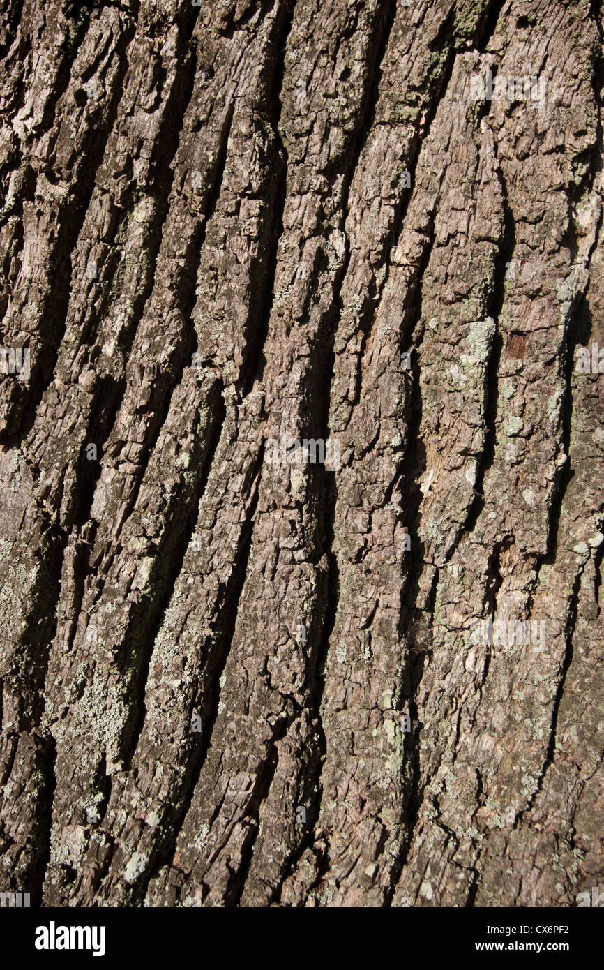Oak and furrows hi-res stock photography and images - Alamy