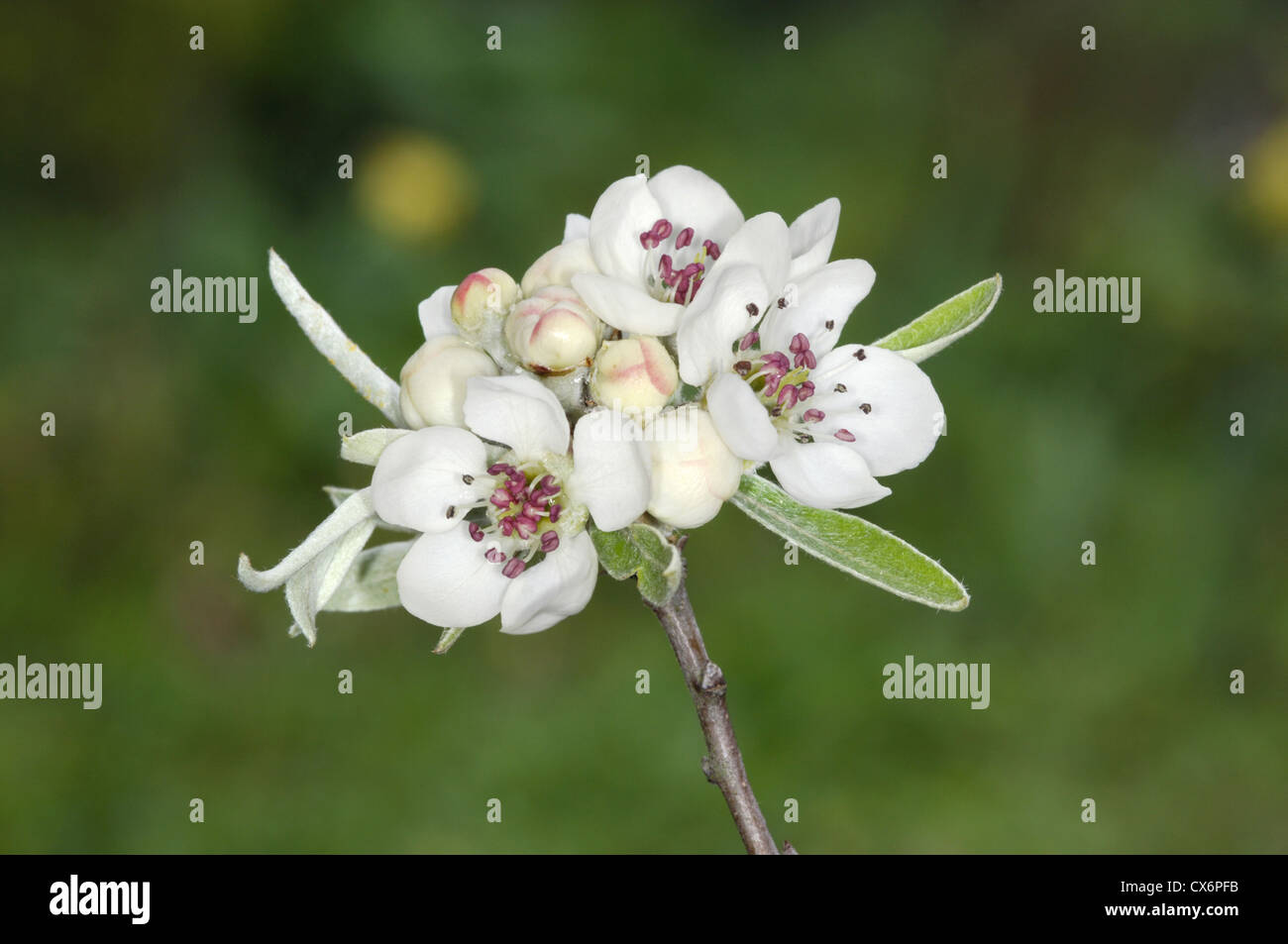 Willow-leaved Pear Pyrus salicifolia (Rosaceae Stock Photo - Alamy