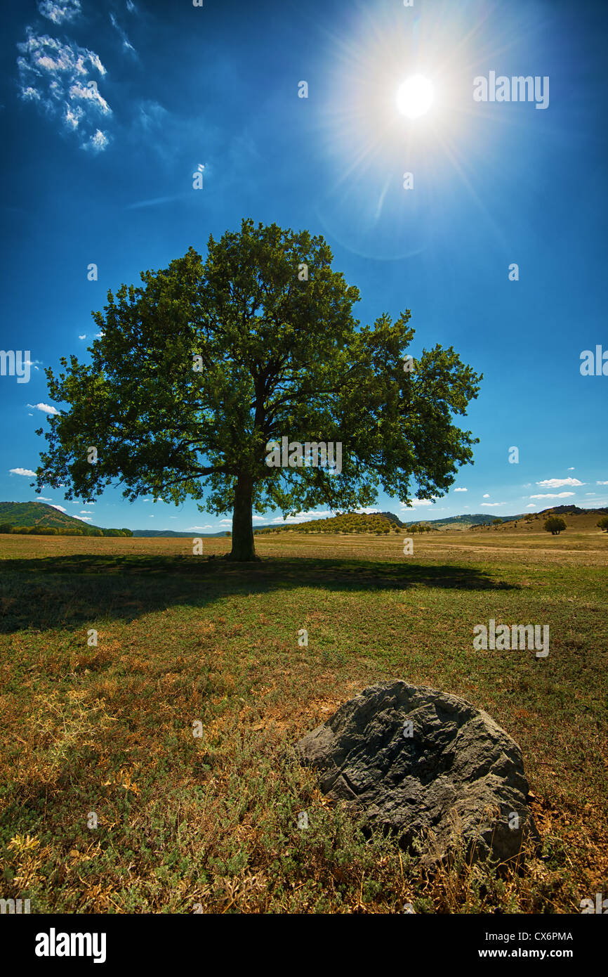 Oaken tree hi-res stock photography and images - Alamy