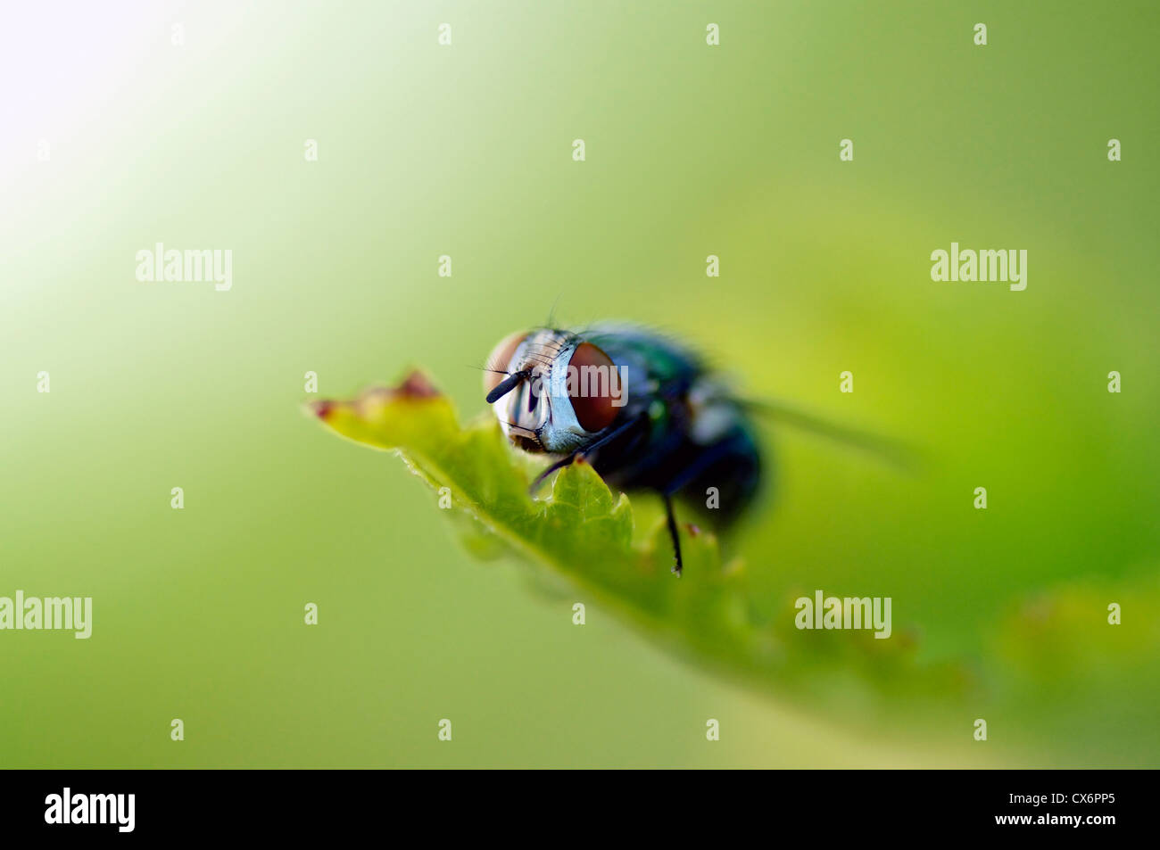 Impressive Closeup of a fly's head Stock Photo - Alamy