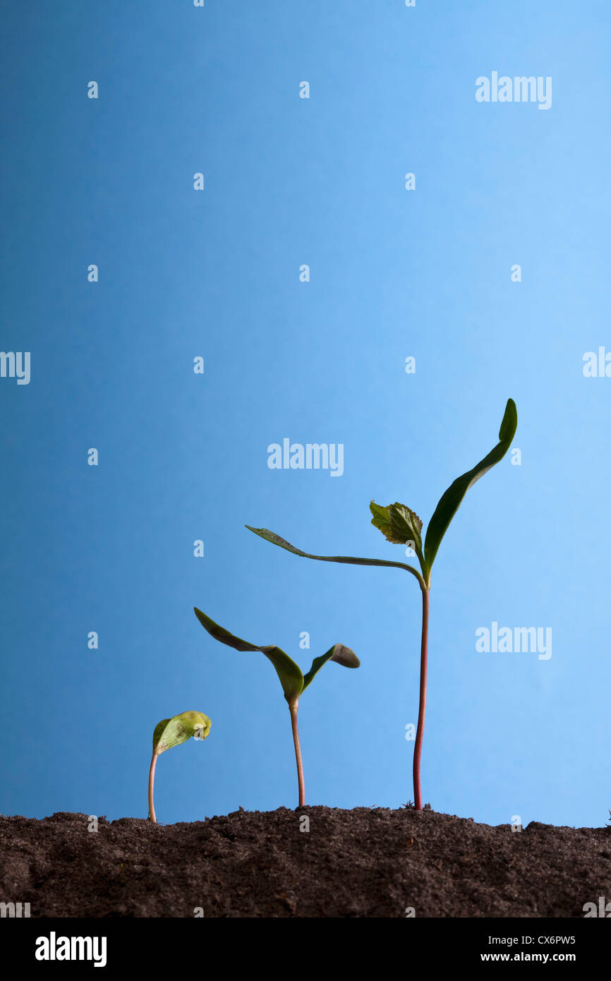 Three plants in a row Stock Photo - Alamy