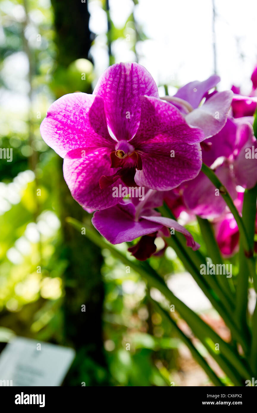 Bright pink orchid Stock Photo - Alamy