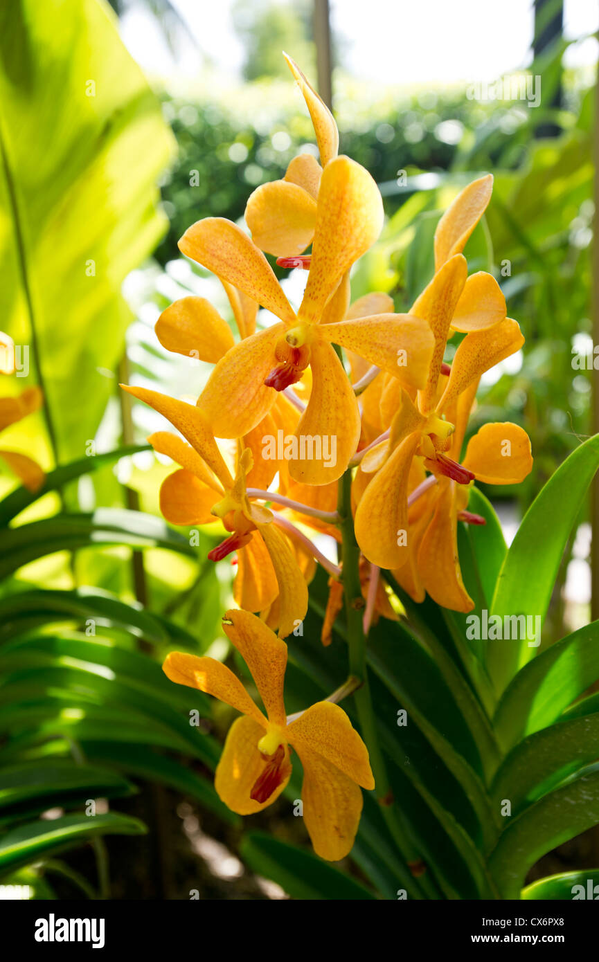 Orchids Of Singapore High Resolution Stock Photography and Images - Alamy