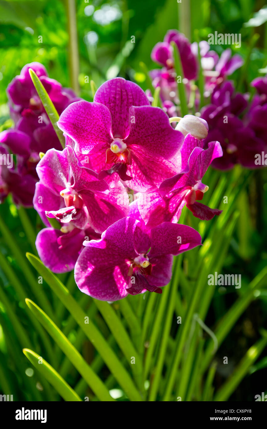 Orchid plant hi-res stock photography and images - Alamy