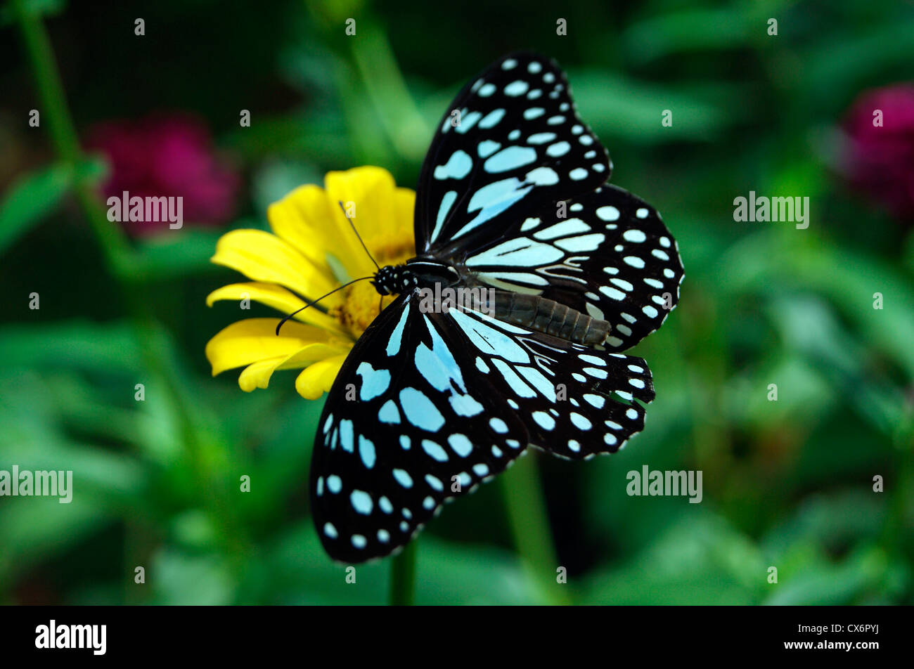 Butterfly Flower Honey sucking Scene . Glassy Tiger Butterfly on Flower ...