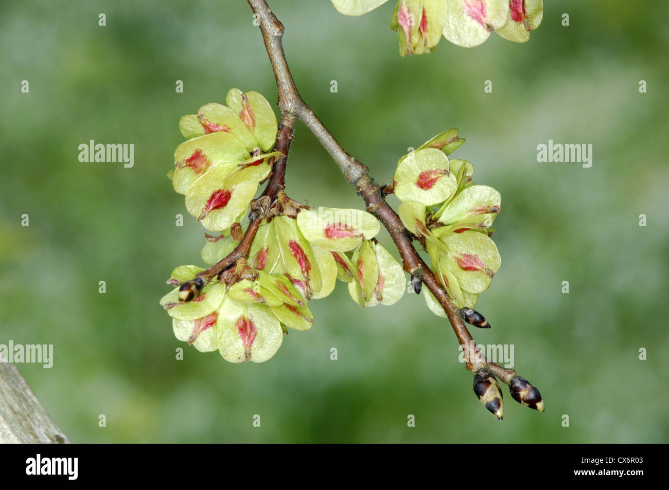 Dutch Elm Ulmus x hollandica (Ulmaceae Stock Photo - Alamy