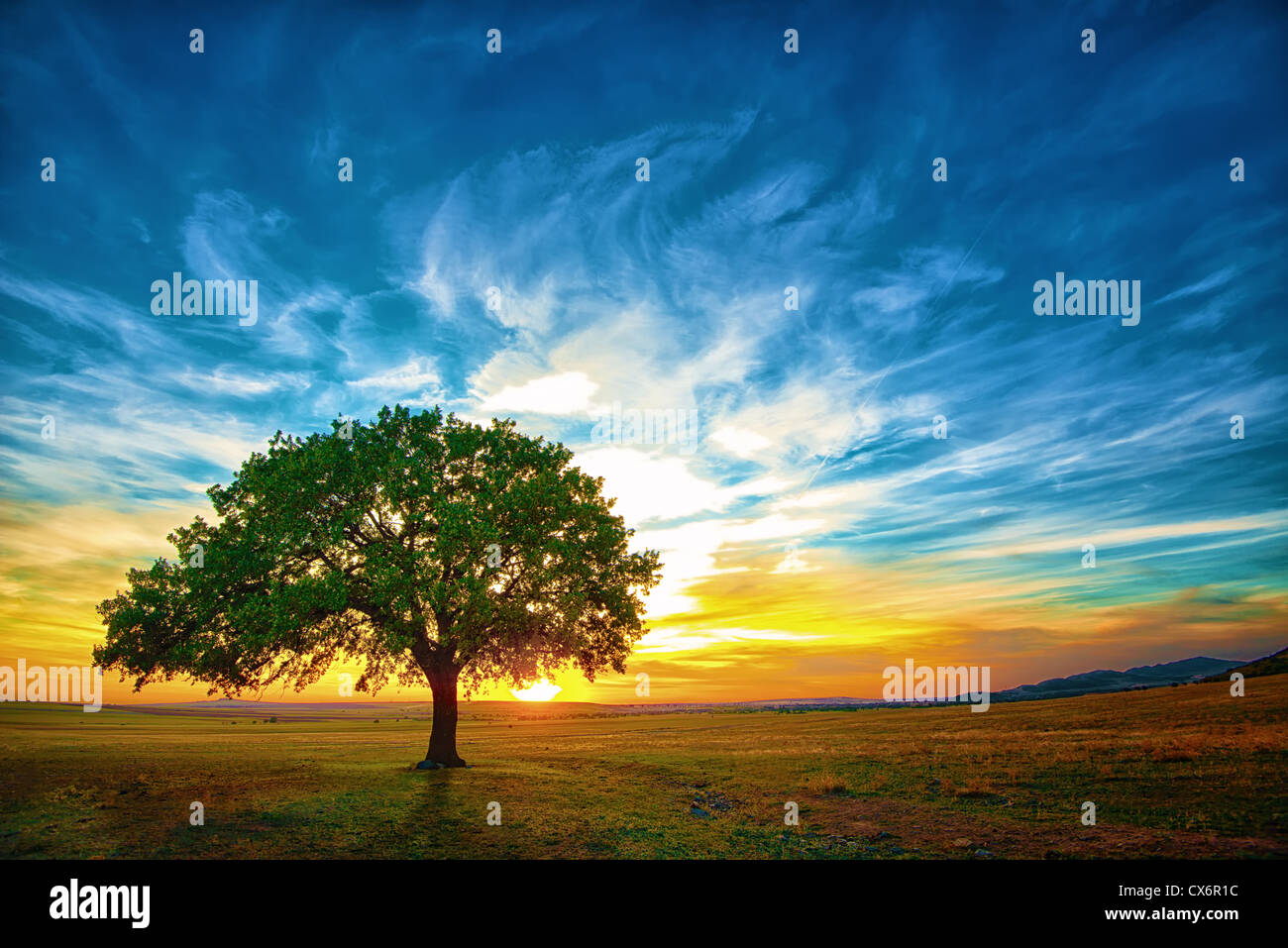 Oaken tree hi-res stock photography and images - Alamy