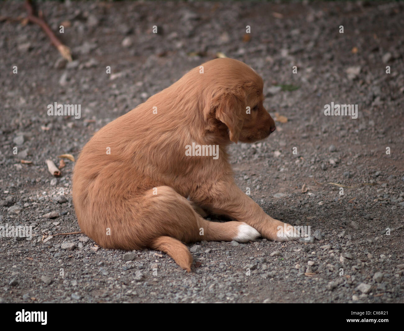 Little dog, sitting Stock Photo - Alamy