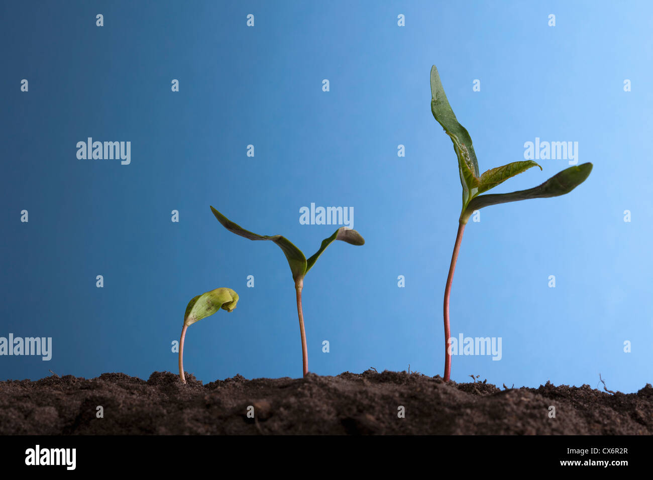 Row of three plants Stock Photo - Alamy