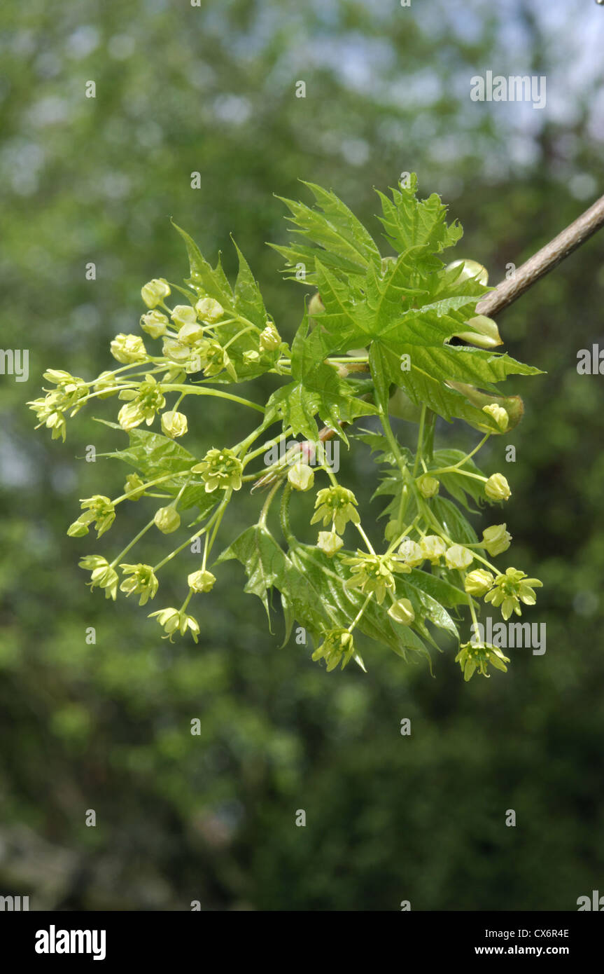 Platanoides tree hi-res stock photography and images - Alamy