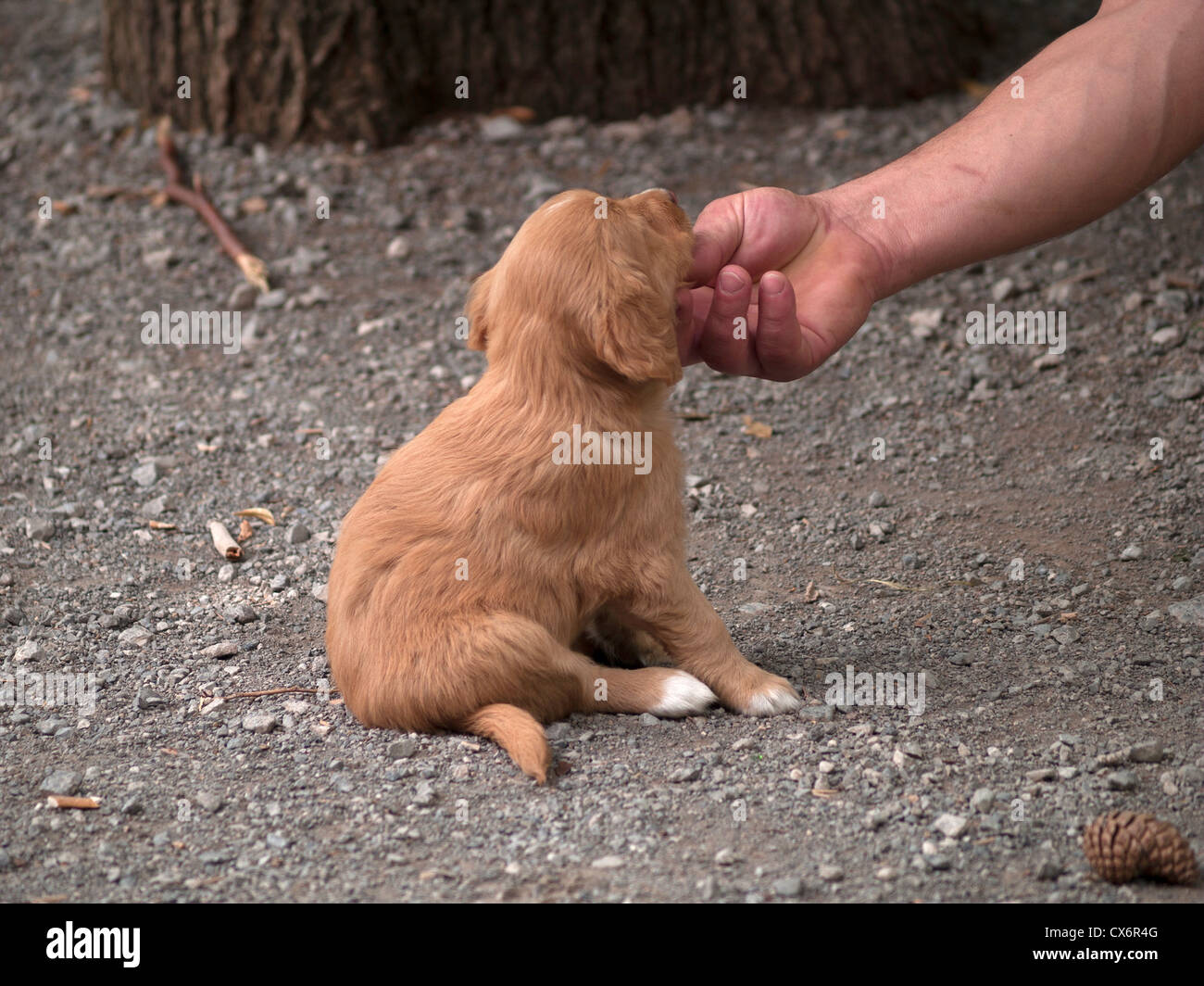 Hand petting a little dog Stock Photo - Alamy