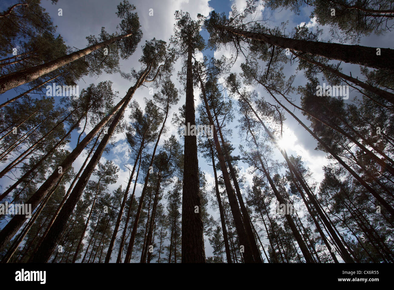 Coast redwood trees hi-res stock photography and images - Alamy