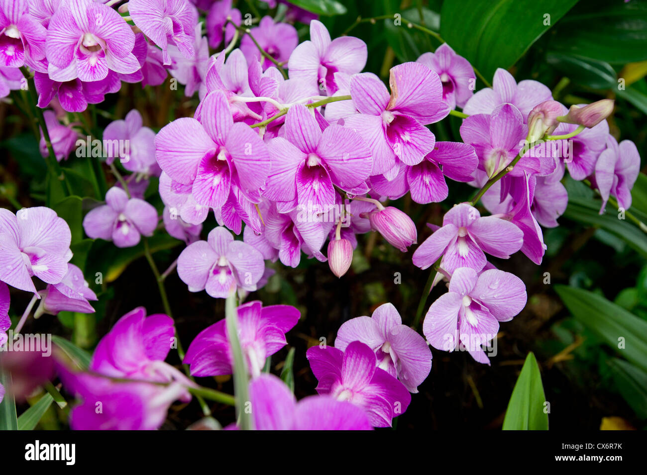Rainforest orchids amazon hi-res stock photography and images - Alamy