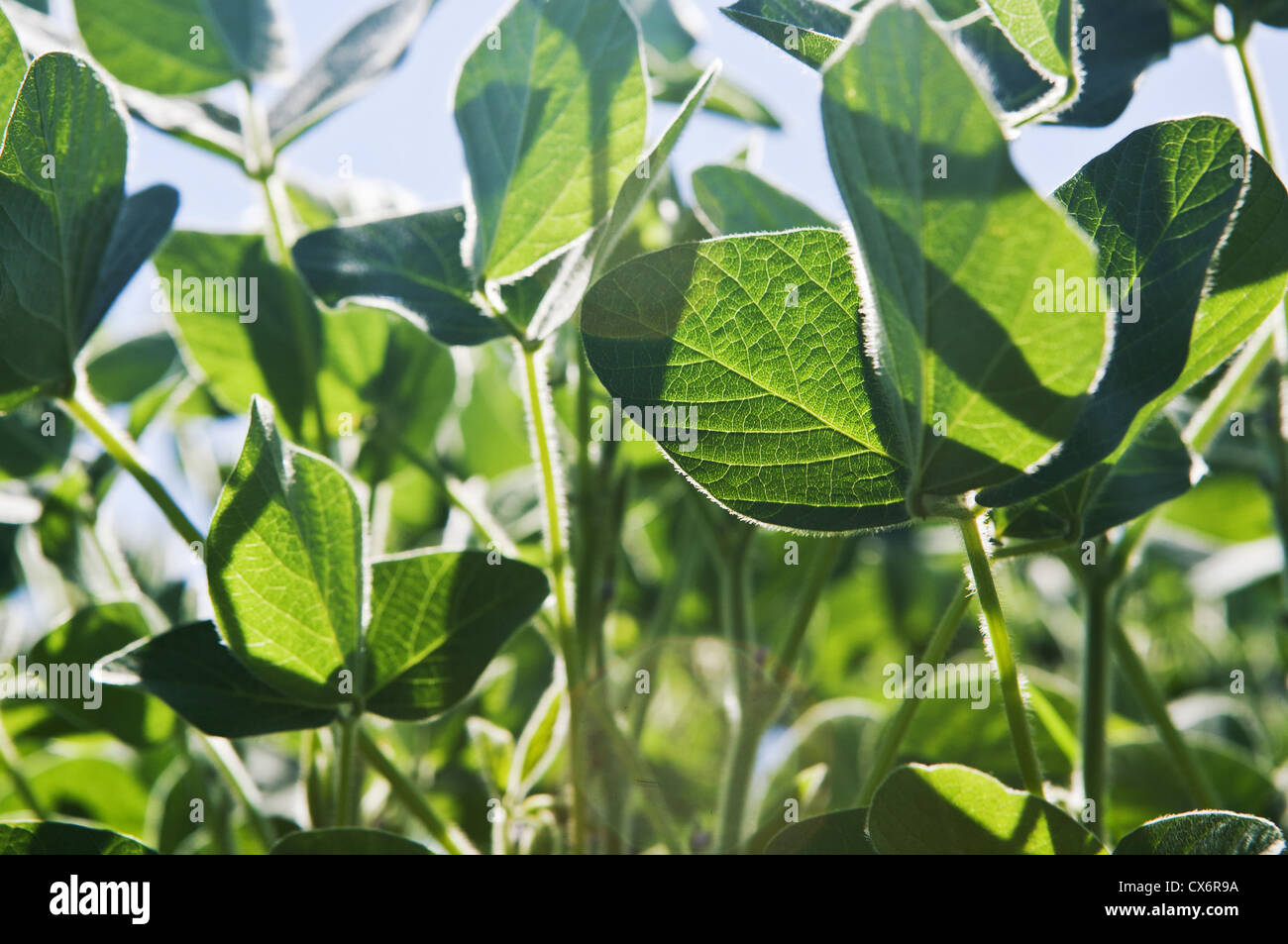 Green soy plant leaves in the cultivate field, against the sun Stock ...