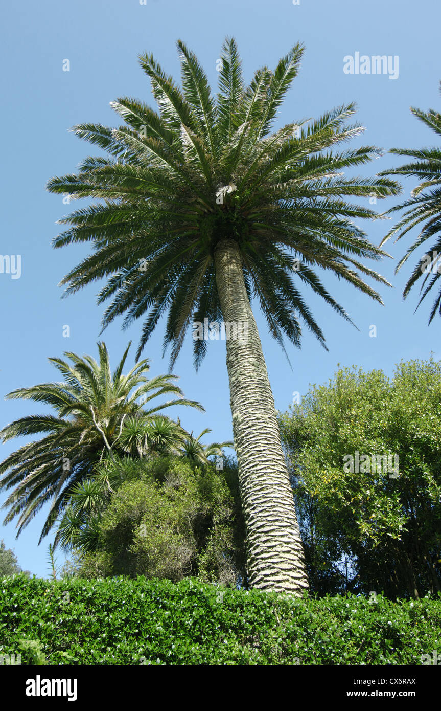 Canary Palm Phoenix canariensis Stock Photo - Alamy