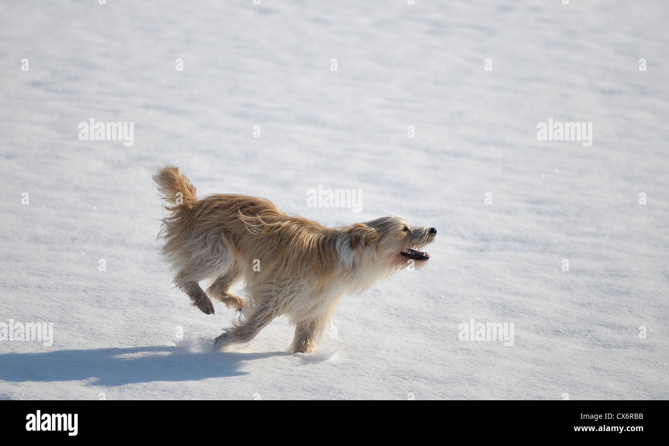 Scruff hi-res stock photography and images - Alamy