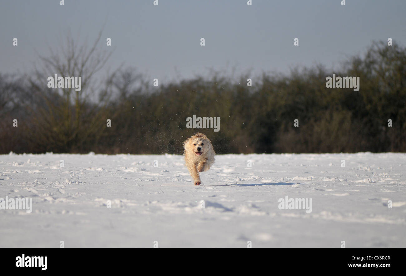 Scruff hi-res stock photography and images - Alamy