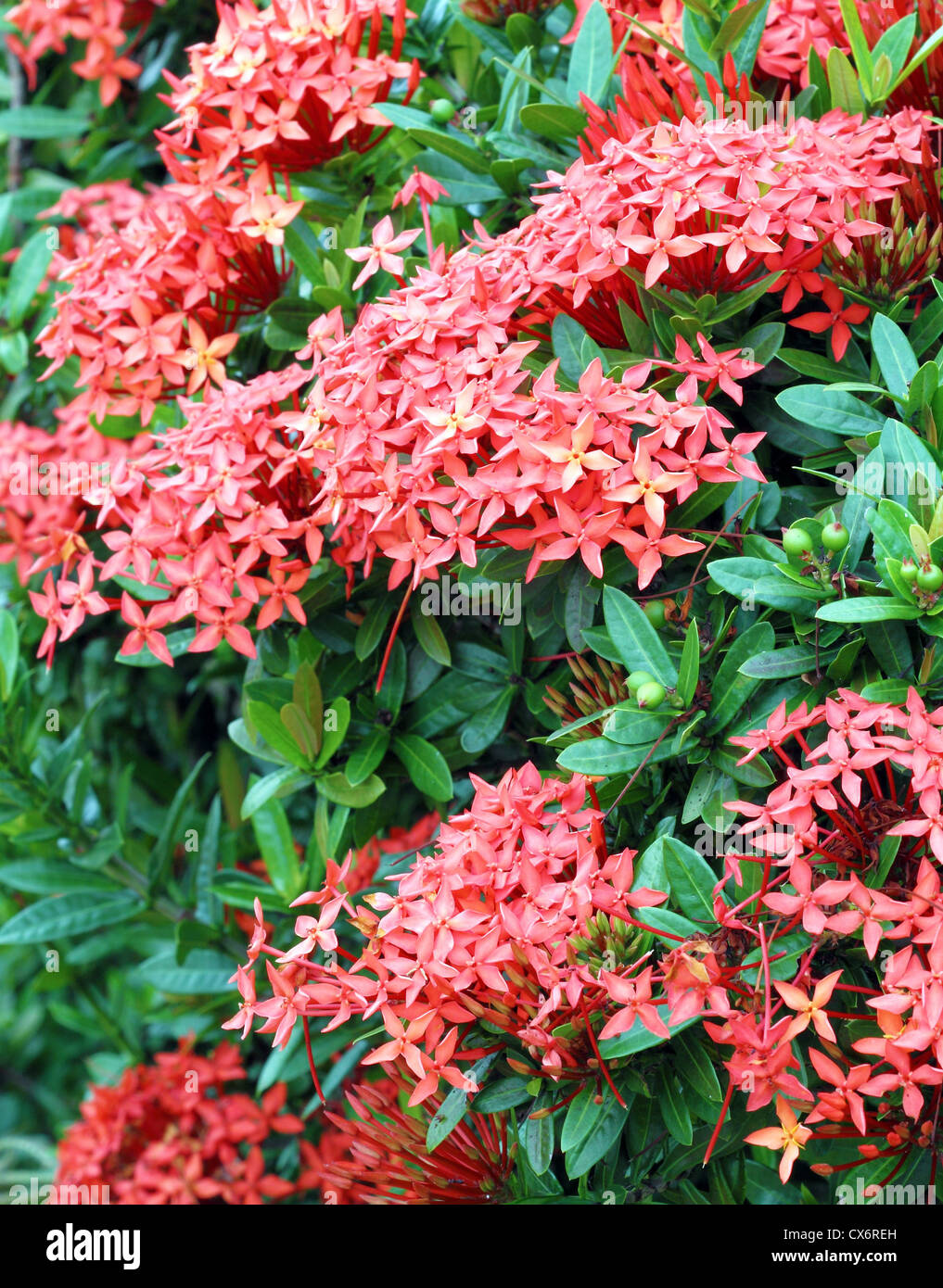 Fragrant jungle plant hi-res stock photography and images - Alamy