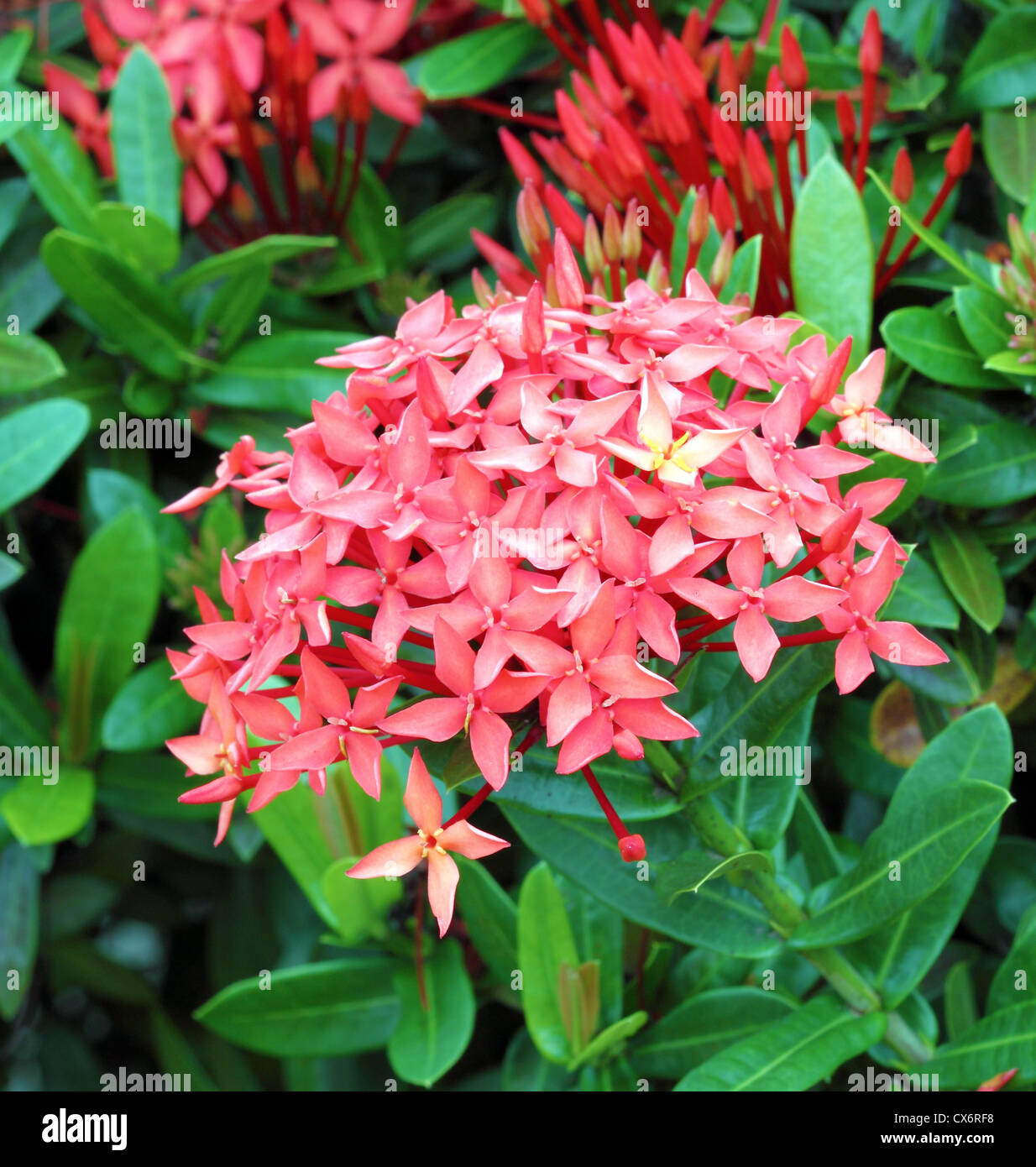 Jungle geranium (Ixora coccinea). Red color Stock Photo - Alamy