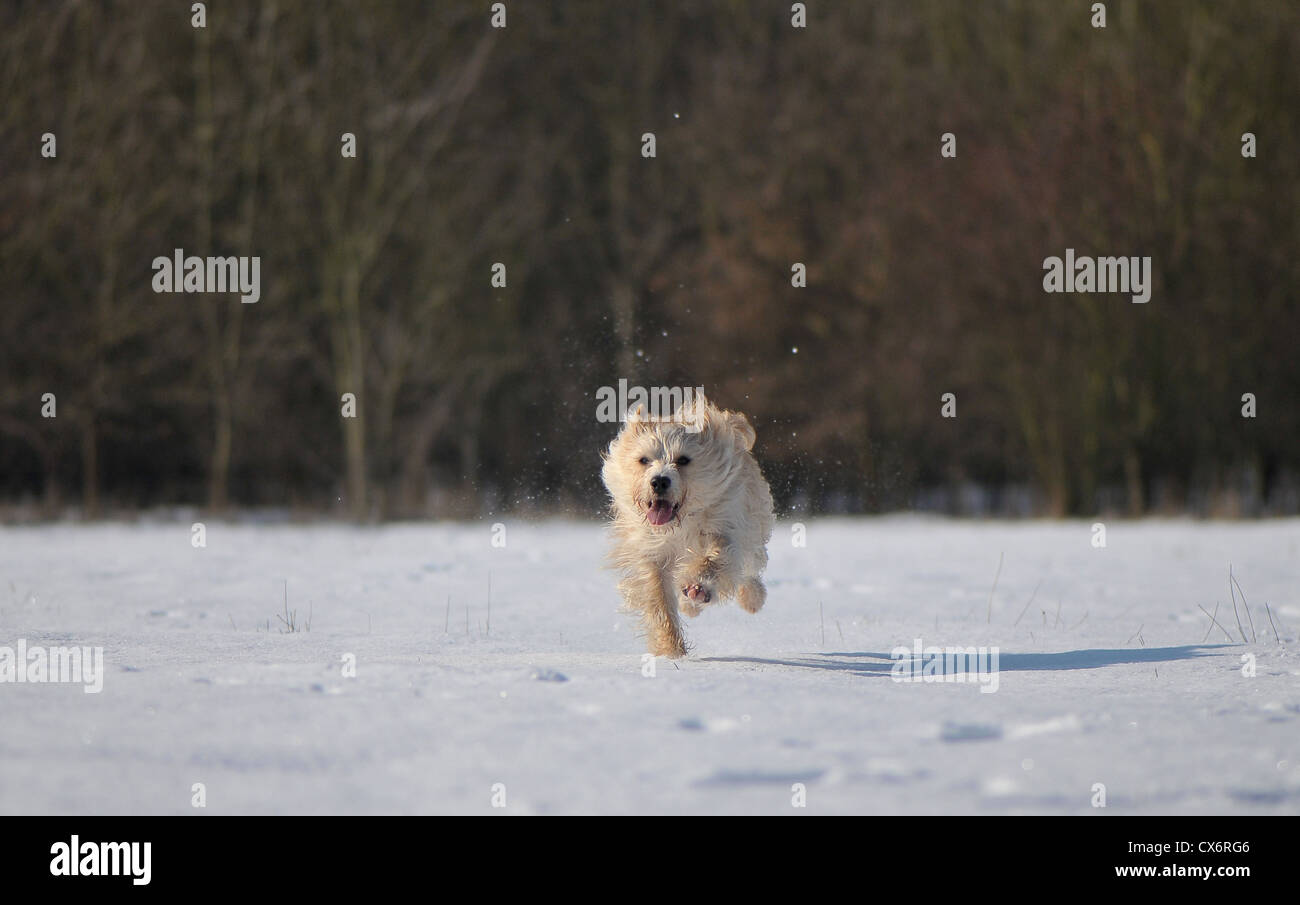 Scruff the dog playing in the snow. Belhus Country Park. Essex. 11/02 ...