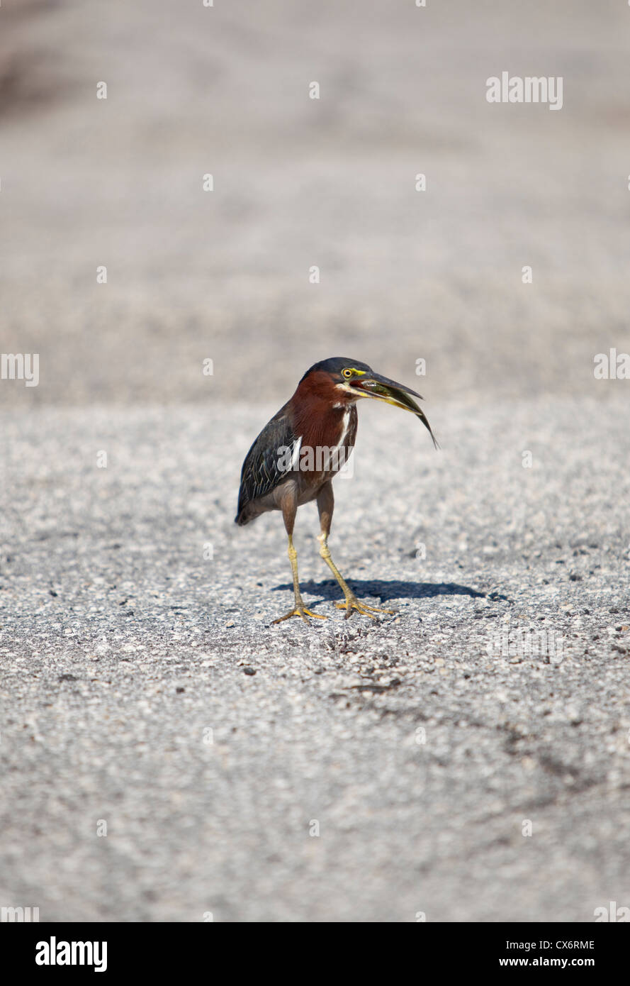 Small fish eating bird hi-res stock photography and images - Alamy