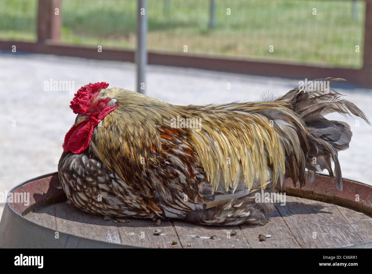 A colorful rooster lies resting on a barrel in the barnyard Stock Photo ...