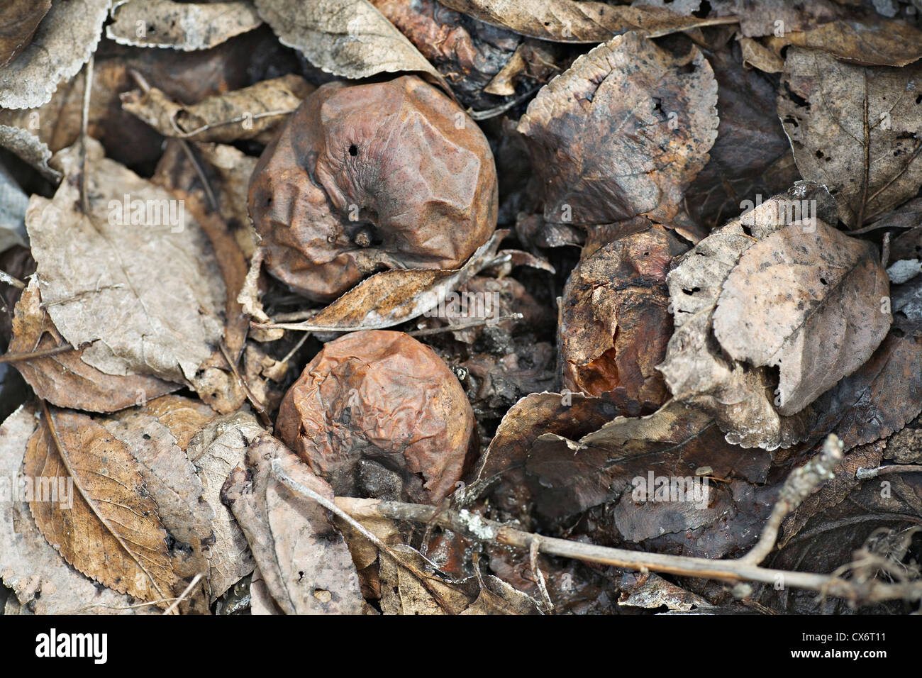 Close up of rotting leaf hi-res stock photography and images - Alamy