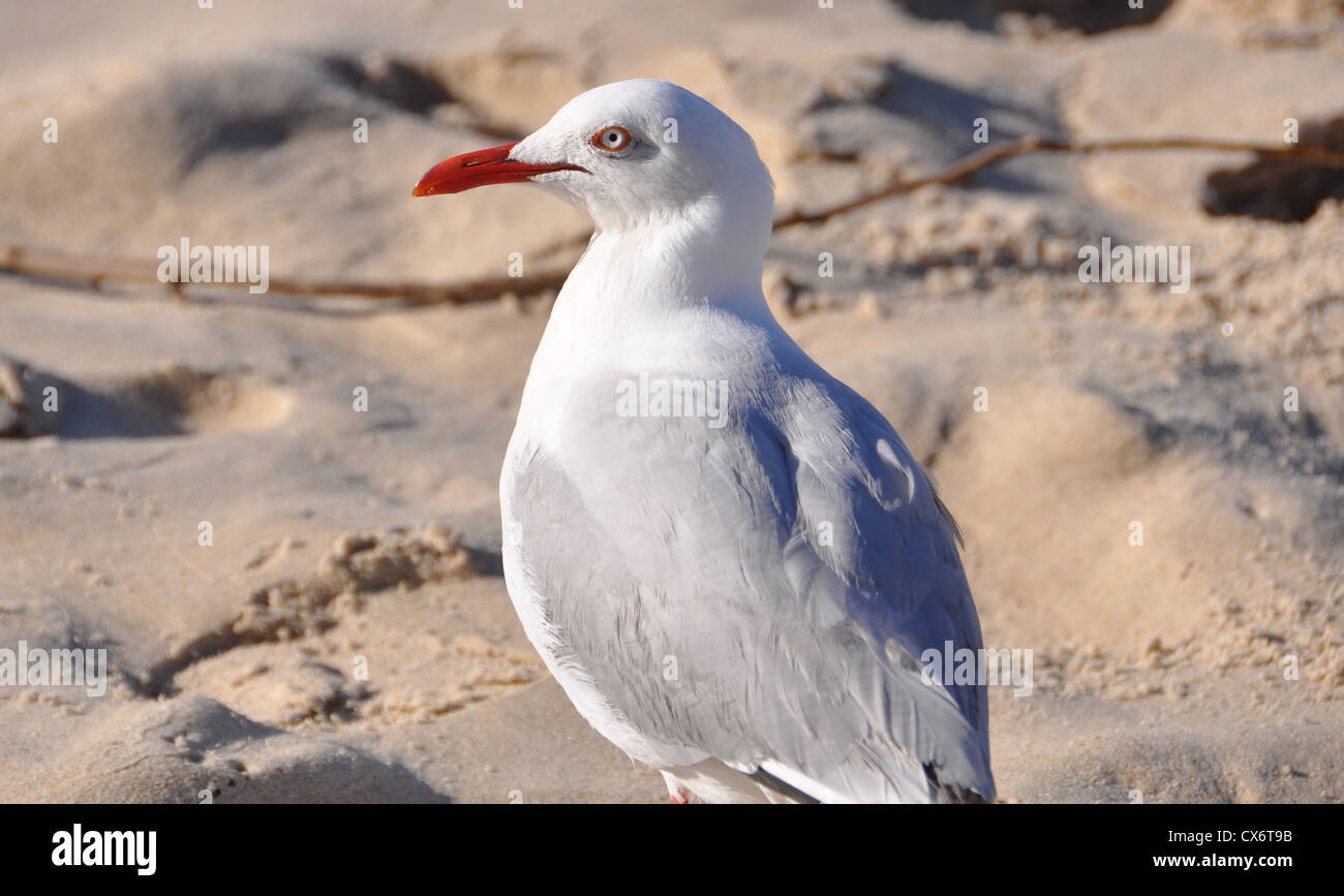 Silver Gull, Byron Bay, Australia Stock Photo - Alamy