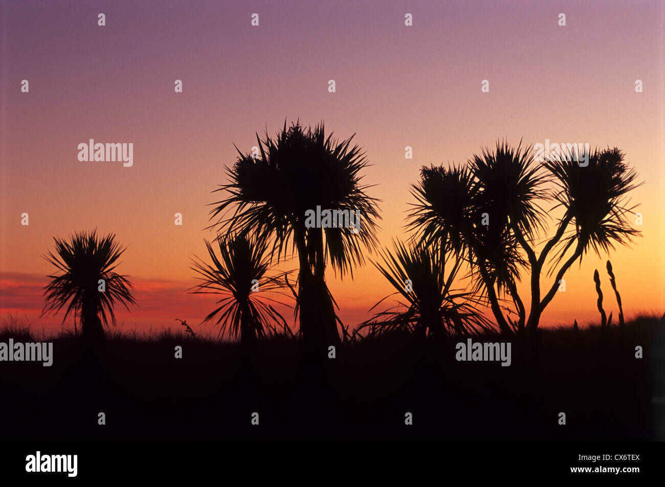 Ti Kouka (cabbage) trees, South Island, New Zealand Stock Photo - Alamy