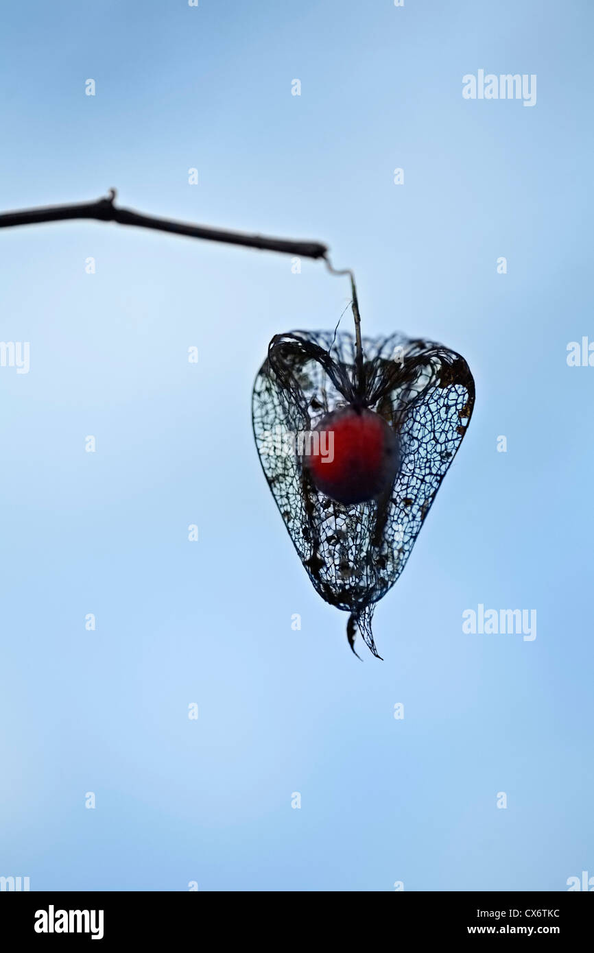 Low hanging fruit hi-res stock photography and images - Alamy