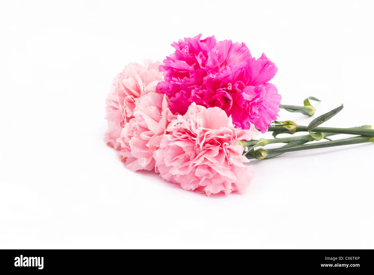 Carnation (Dianthus caryophyllus ) flowers isolated on white background ...
