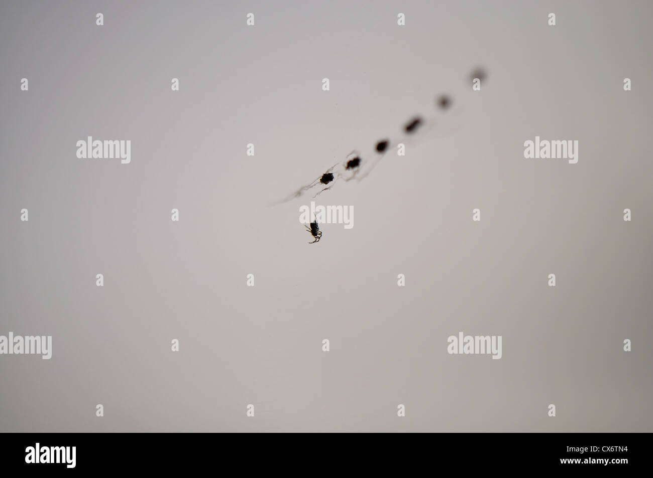 Spider ready hi-res stock photography and images - Alamy