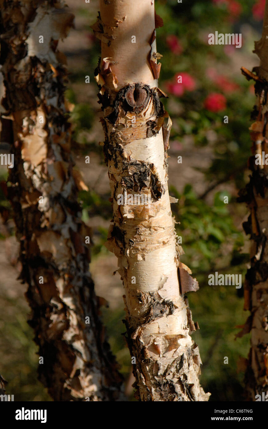 Birch bark hi-res stock photography and images - Alamy