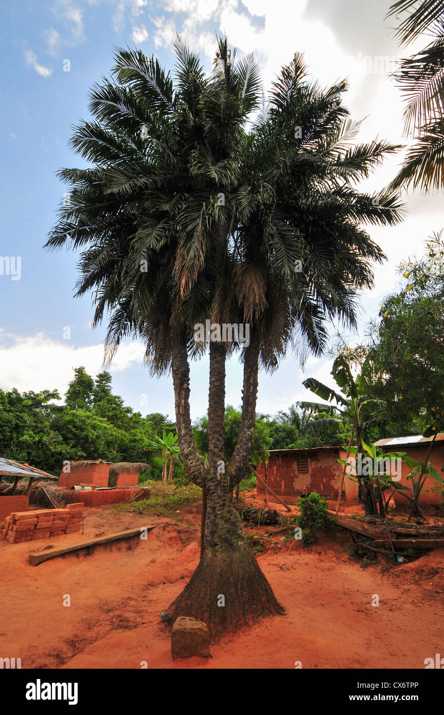Triple Stalk Palm Tree in Yilo Krobo District, Ghana. The distinctive ...