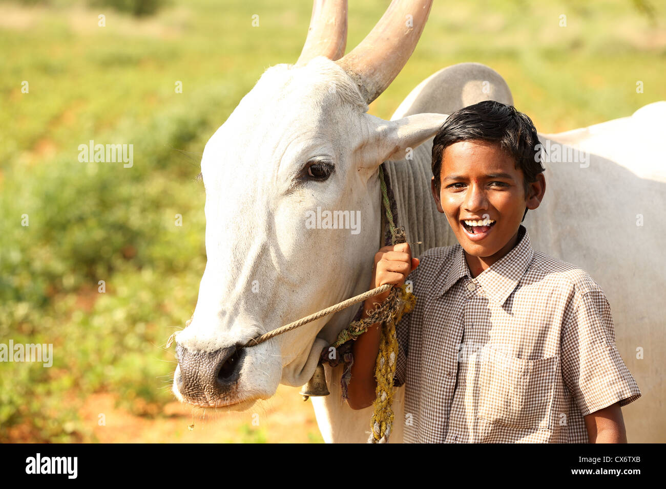 Indian boy Sai Kumar with zebu in a field Andhra Pradesh South India ...