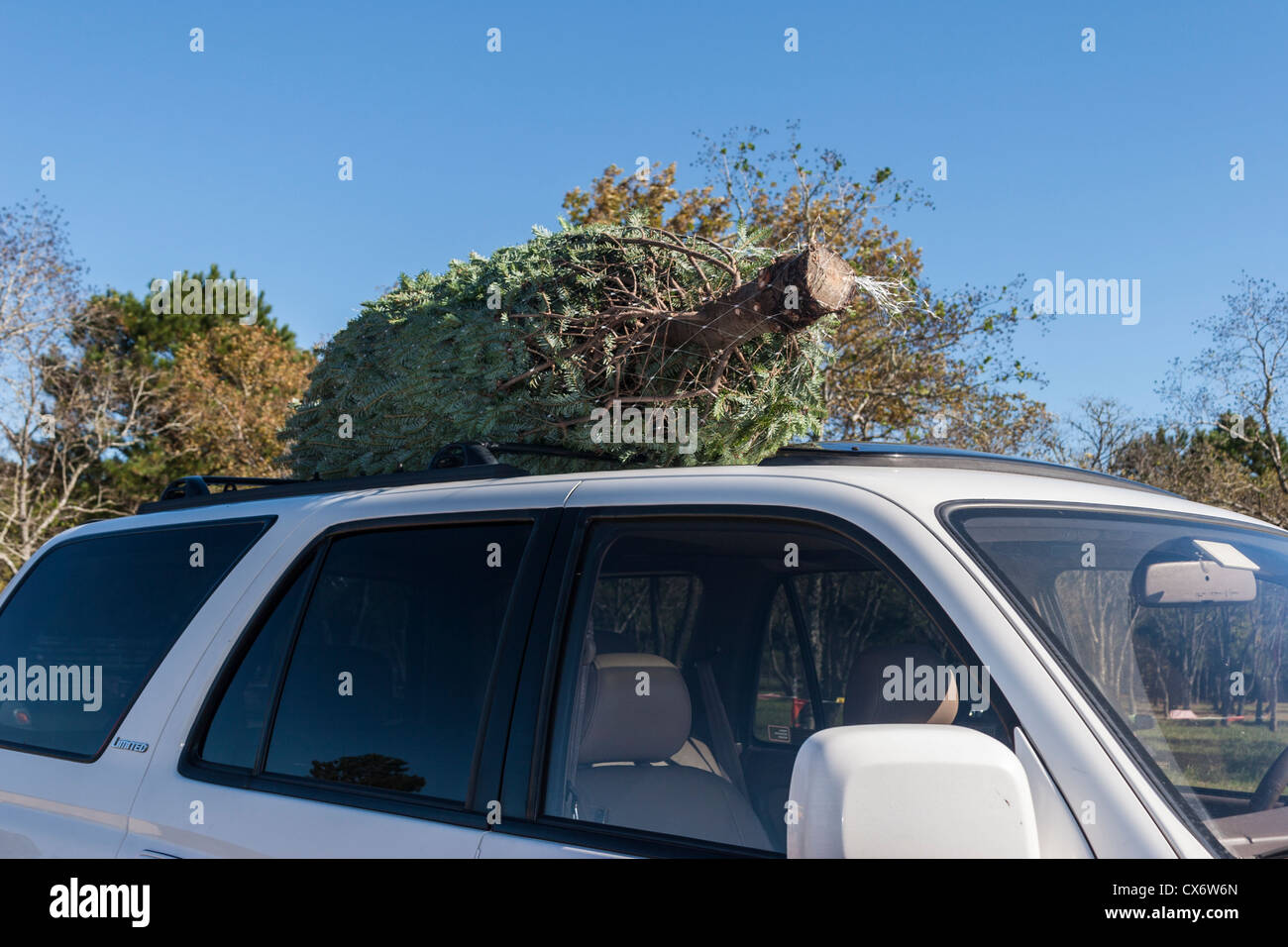Christmas tree from Christmas tree farm loaded on top of SUV to ...