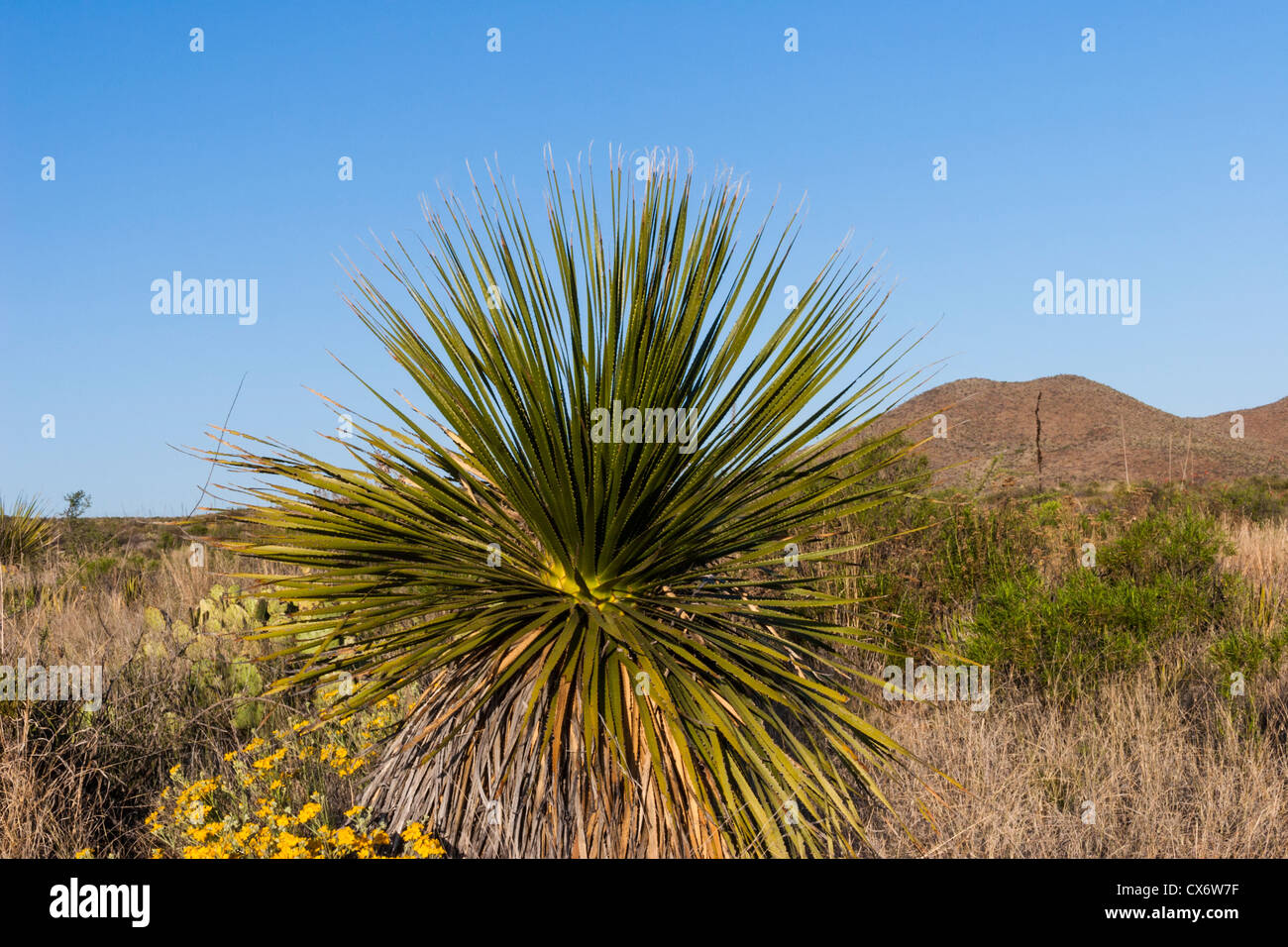 Faxon Yucca, Yucca faxoniana, in Big Bend National Park in Southwest ...