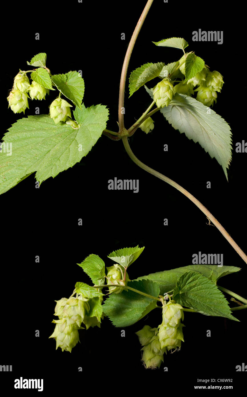 Hop vines and cones isolated on a black background Stock Photo - Alamy