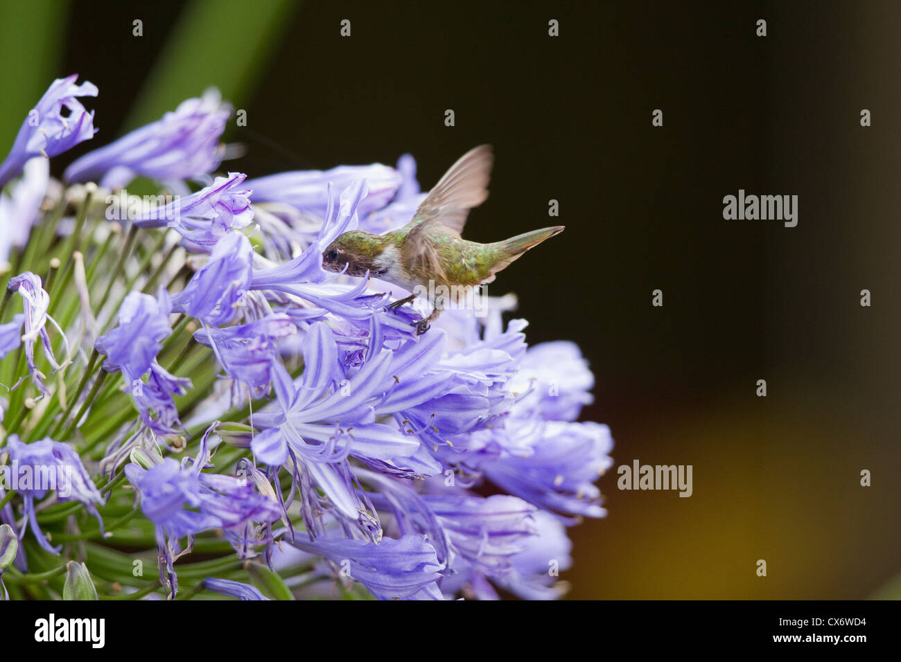 Female Volcano Hummingbird (Selasphorus flammula) taking nectar from ...
