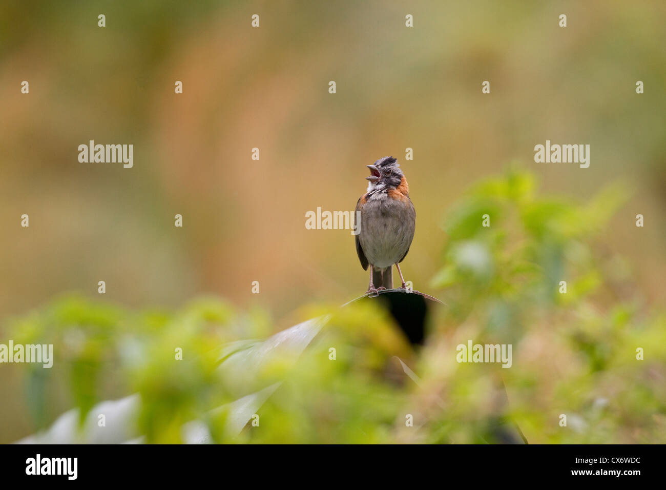 Rufous-collared Sparrow (Zonotrichia capensis) singing on a leaf on ...