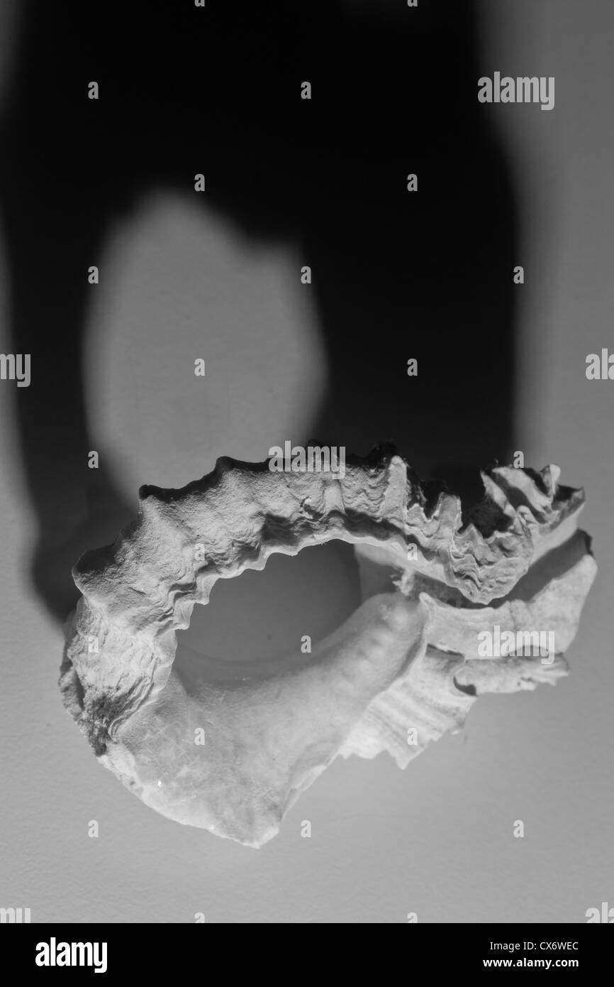 Eye ring Black and White Stock Photos & Images - Alamy