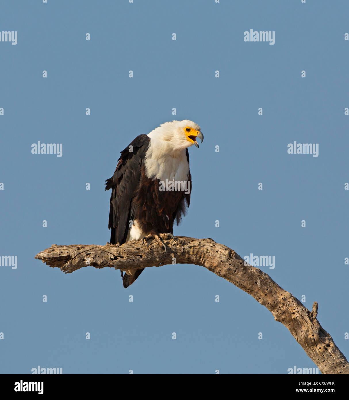 Fish eagle calling hi-res stock photography and images - Alamy