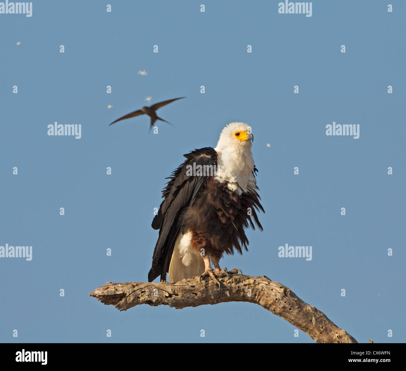 Feather fluffing hi-res stock photography and images - Alamy