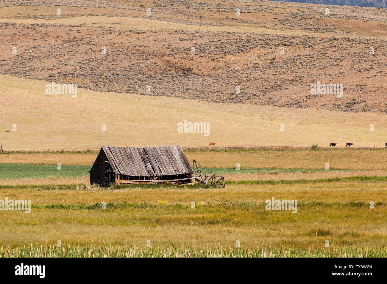 Old cattle barn hi-res stock photography and images - Alamy