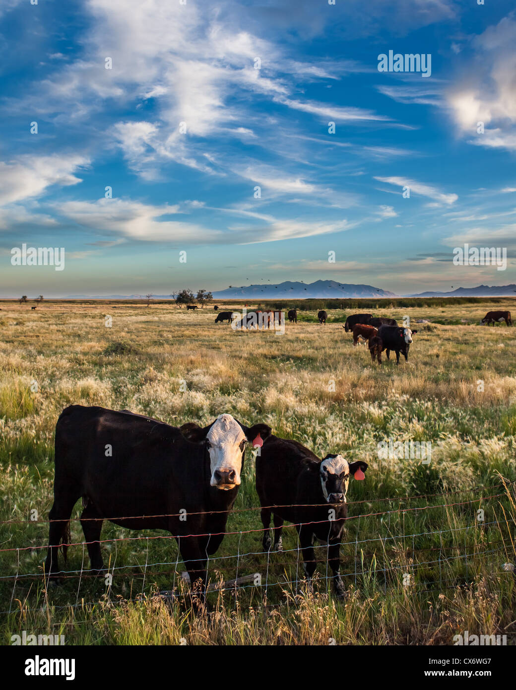 Crazy cows hi-res stock photography and images - Alamy